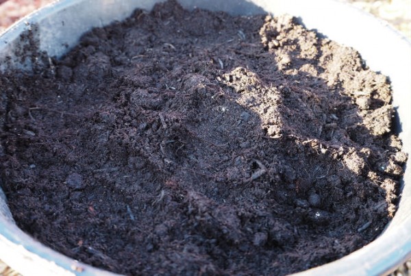 A Simple Way to Grow Your Carrots in Containers - Growseed Blog