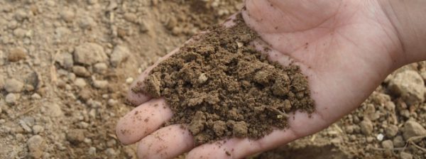 8 Free Fertlizers - Growseed Blog