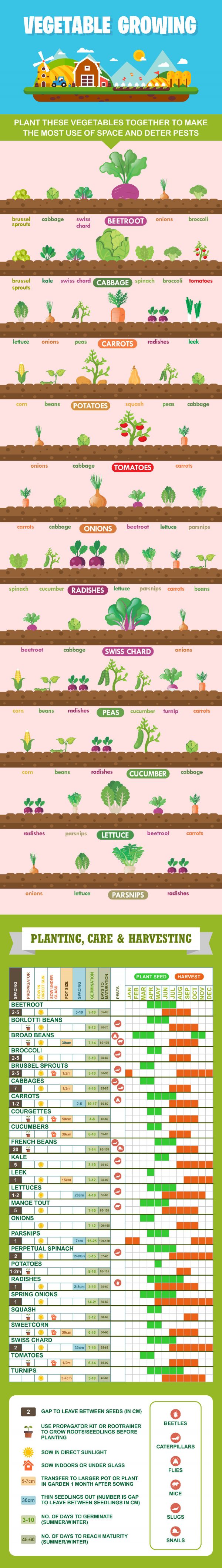 Vegetable Growing Infographics - Growseed Blog