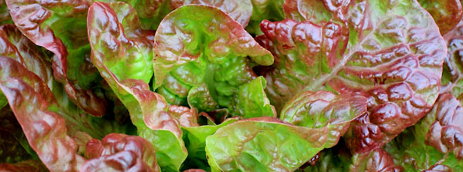 what-veg-to-grow-lettuce - Growseed Blog
