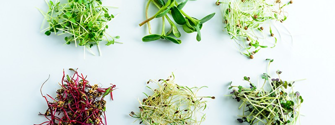 what-veg-to-grow-microgreens - Growseed Blog