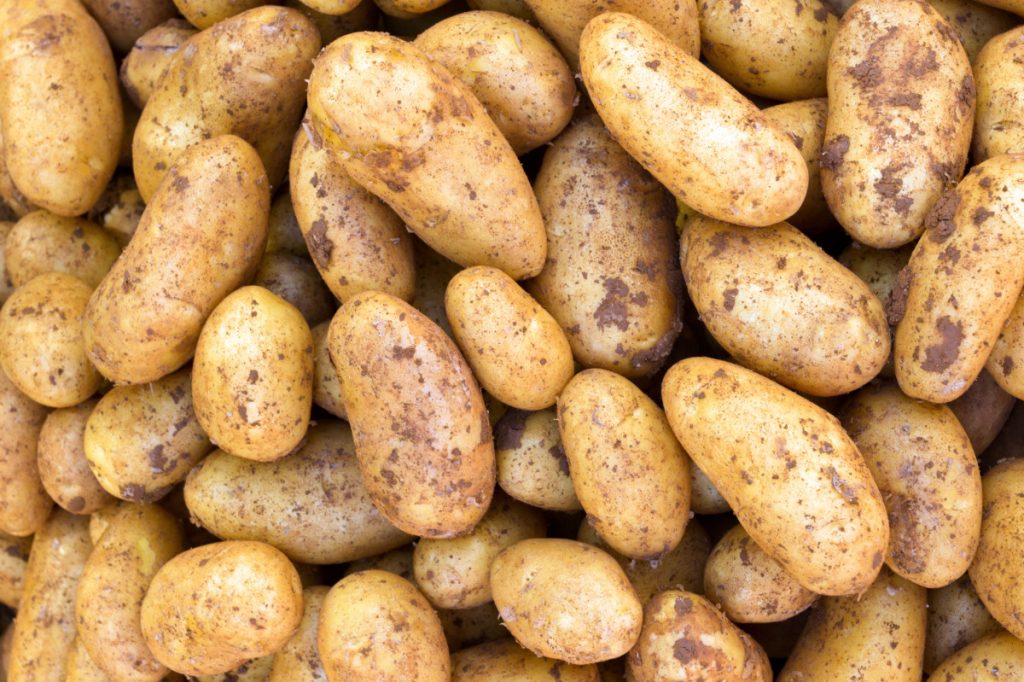 When to start chitting potatoes - Growseed Blog