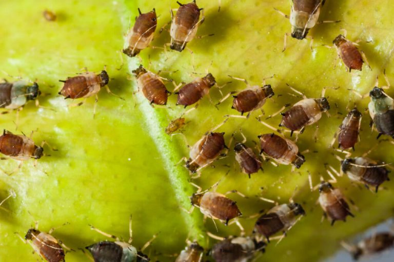 aphids - Growseed Blog